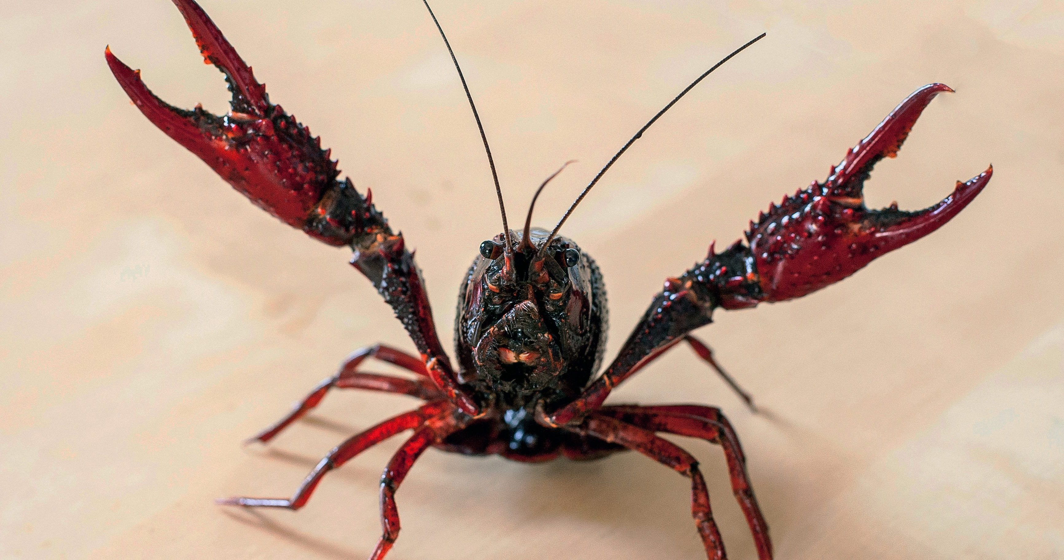 Crawfish – The Hut